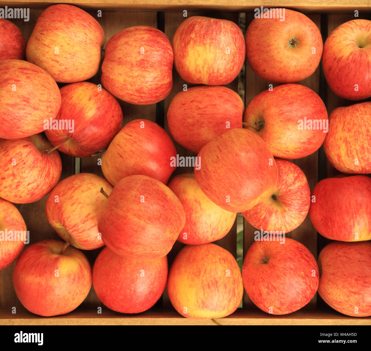 Apple 'Gala', from Chile, apples, variety, fruit, farm shop display ...