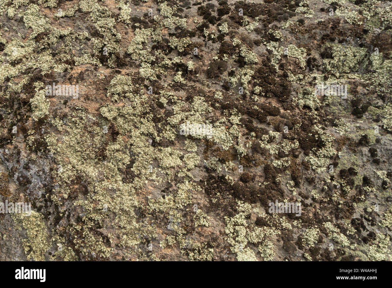 Texture of old granite covered with moss. Creative vintage background ...