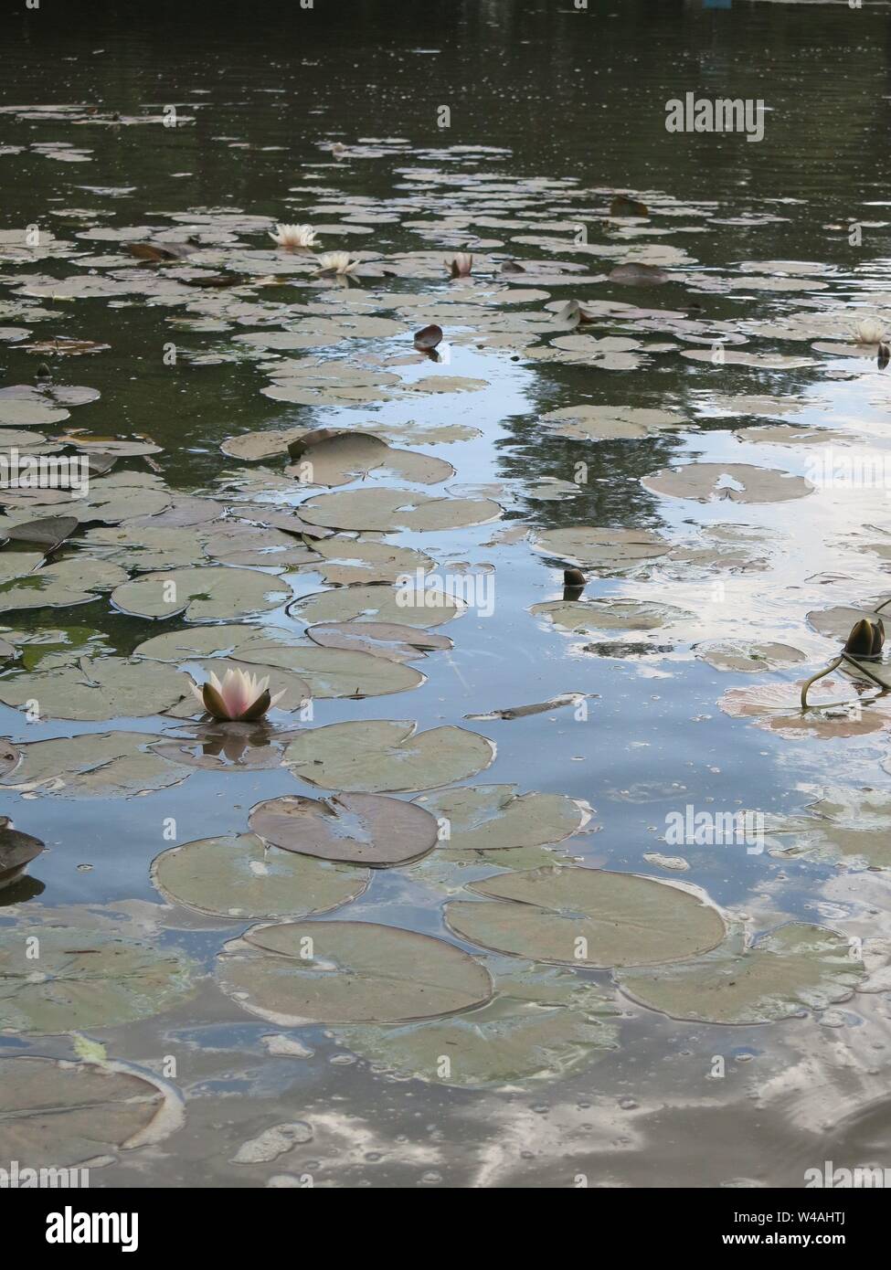 Lily Pads Pond Flowers High Resolution Stock Photography and Images - Alamy