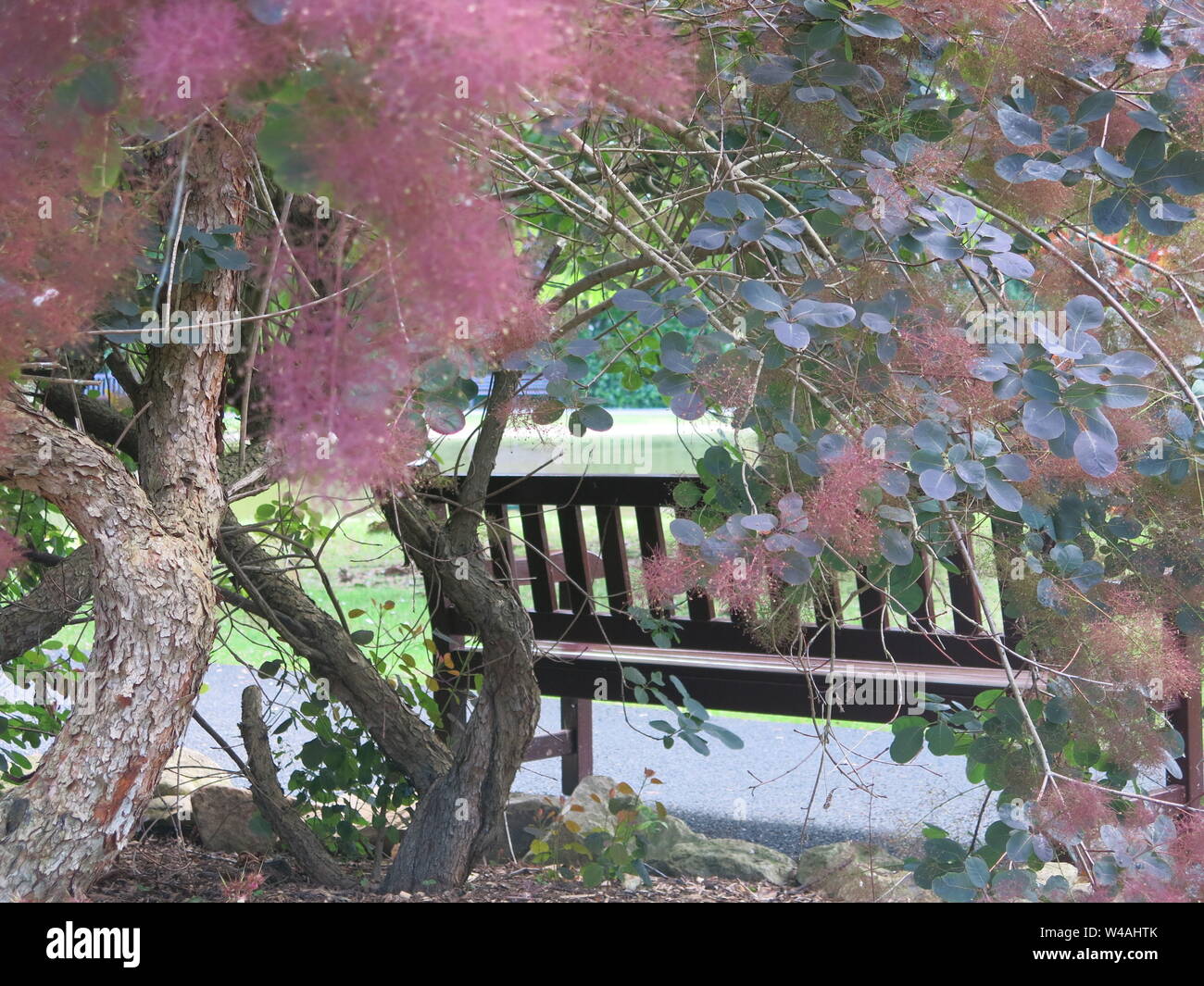 View of a wooden garden seat beneath the Cotinus shrub, known as the ...