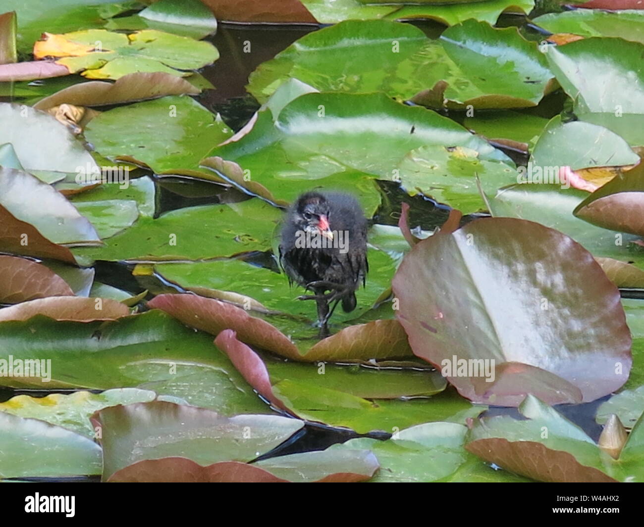 Lily feet hi-res stock photography and images - Alamy