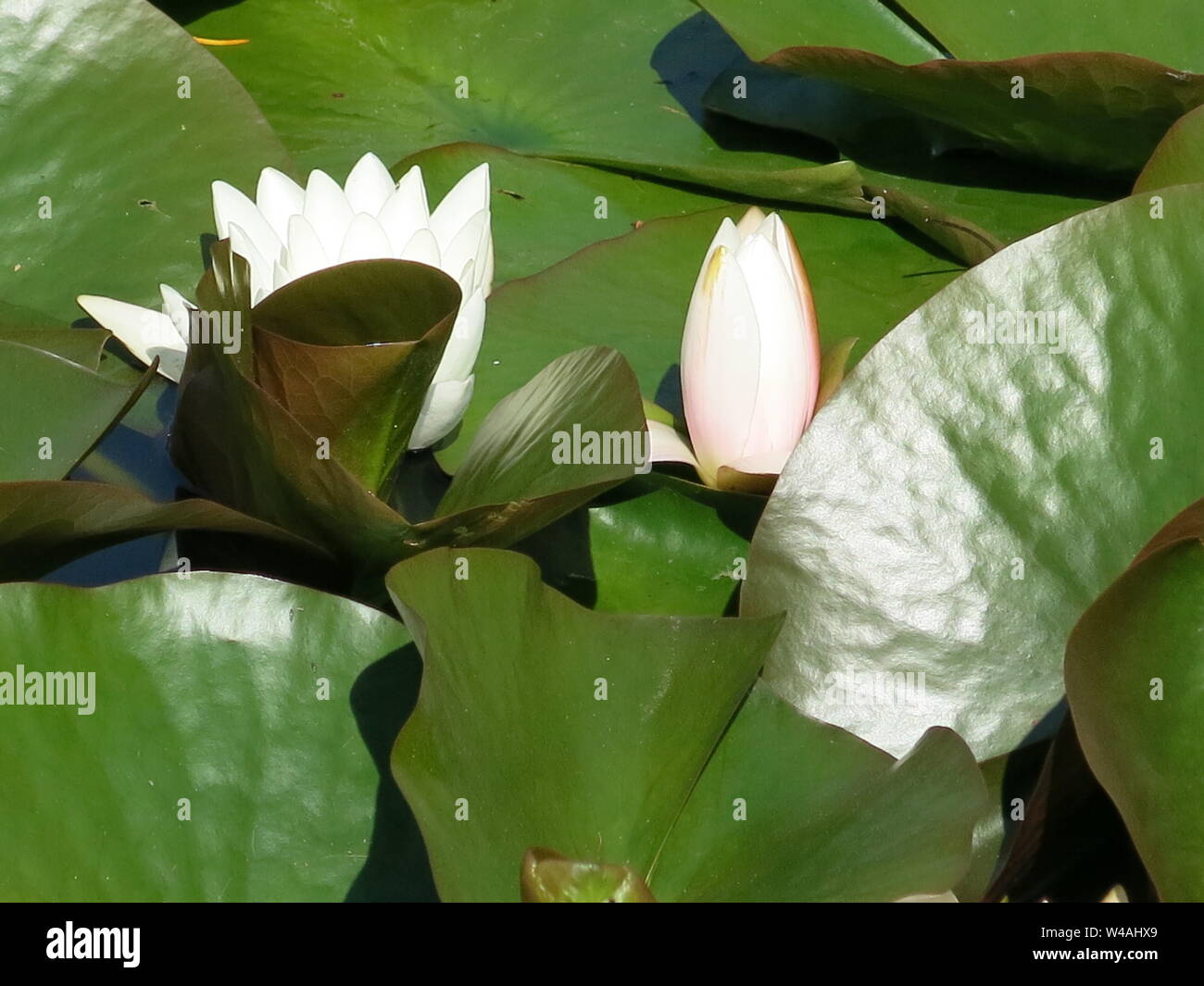 Close-up of the water lily called Colossea with its large cup-shaped ...