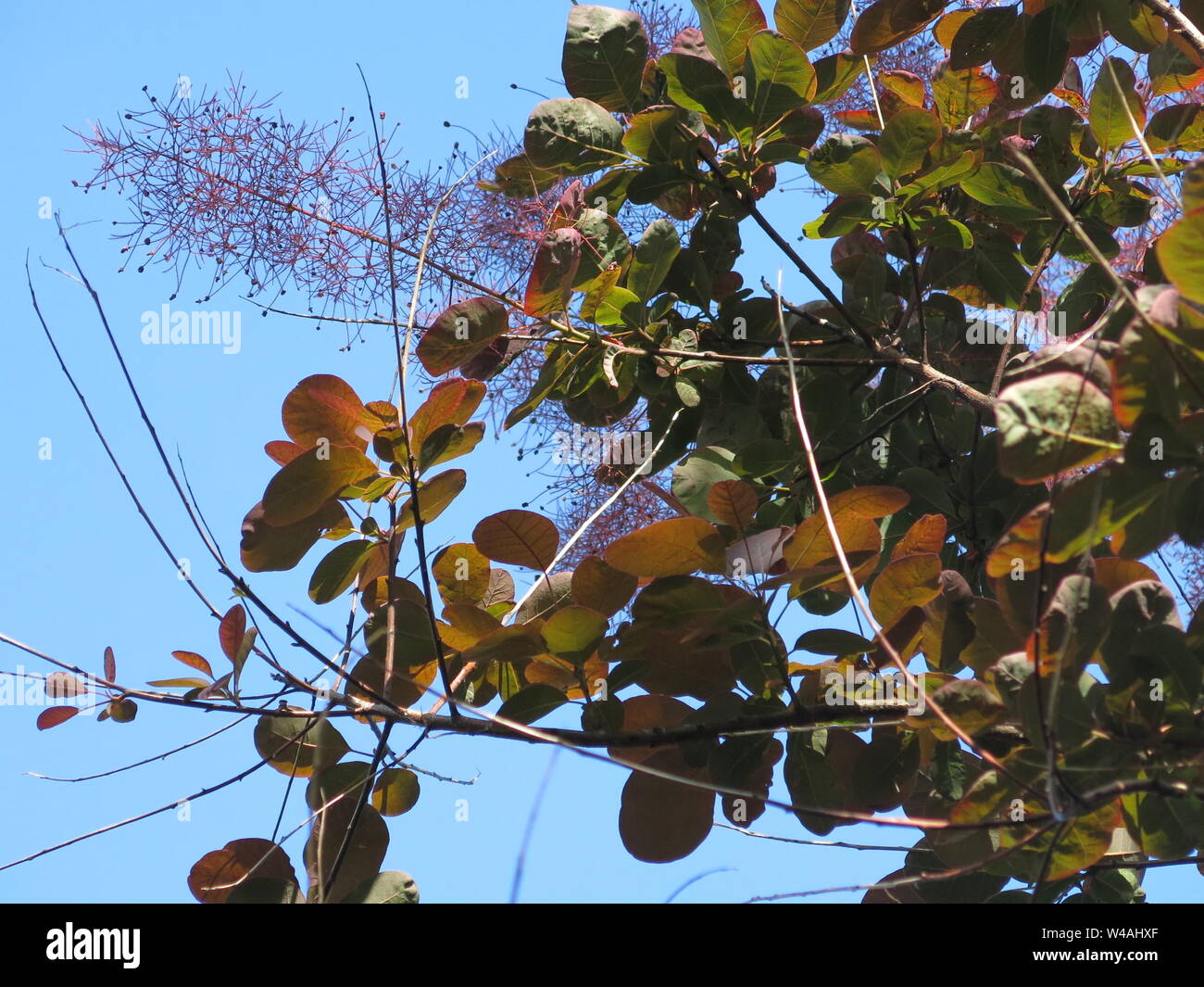 Photo of Cotinus, the smoke bush, or smoketree, looking through the ...