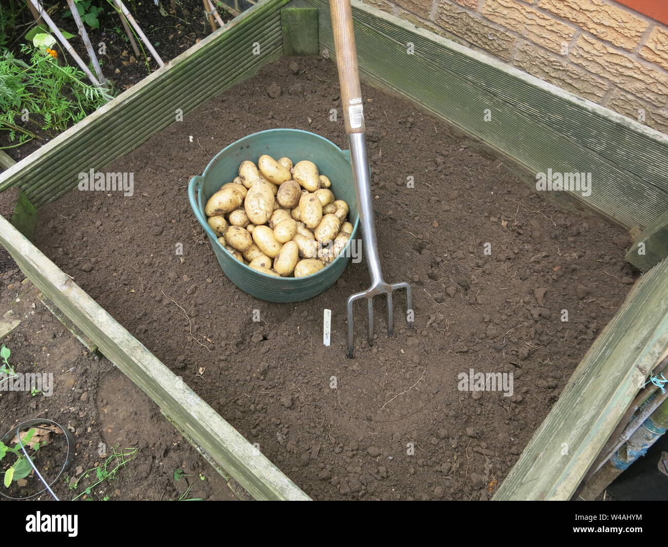 Wilja potato hi-res stock photography and images - Alamy