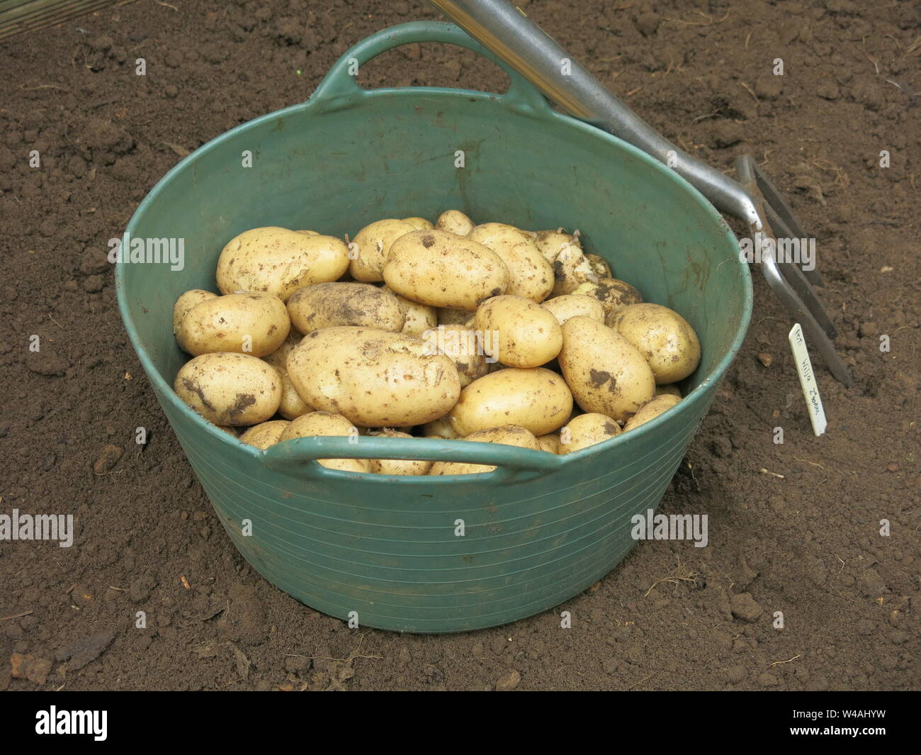 Wilja potato hi-res stock photography and images - Alamy