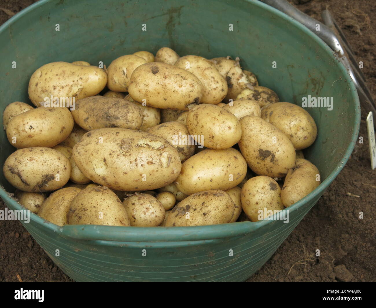 Trug full of newly harvested potatoes, second earlies, a tasty ...