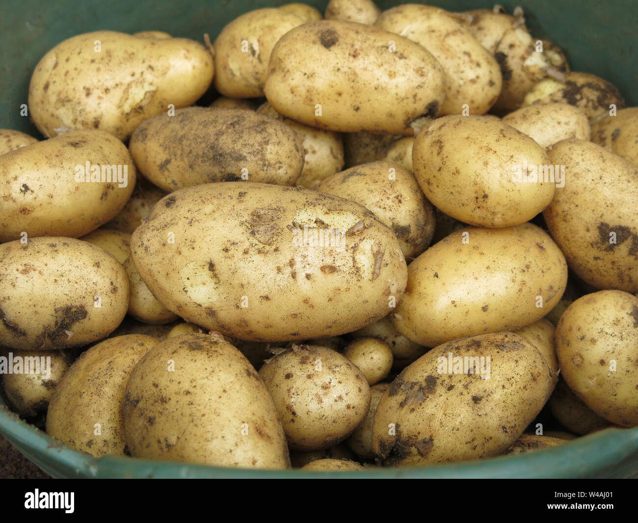 Wilja potato hi-res stock photography and images - Alamy