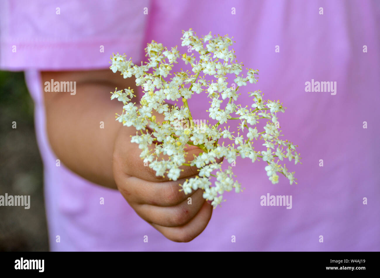 Flower bucket hi-res stock photography and images - Alamy
