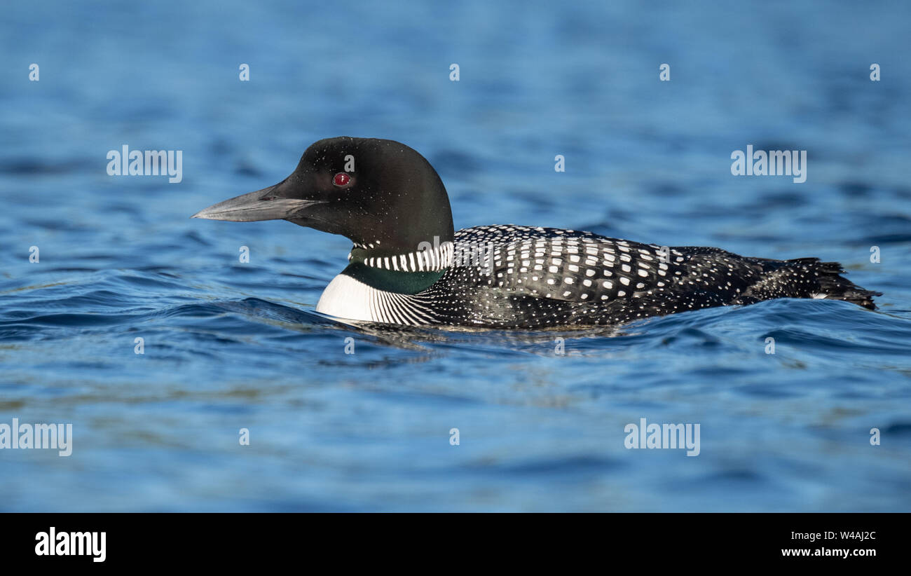Female common loon hi-res stock photography and images - Alamy