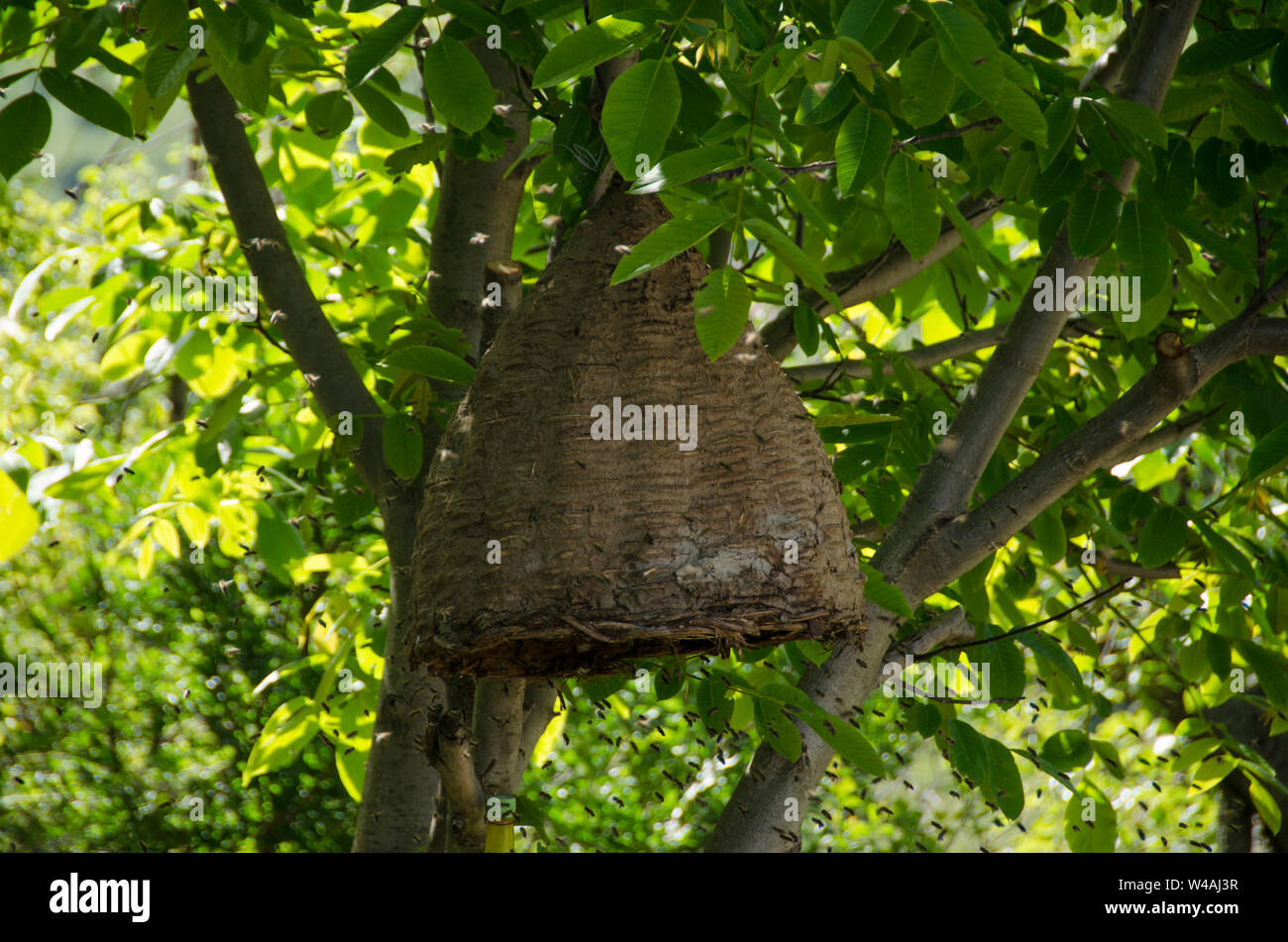 Old fashioned beehive hi-res stock photography and images - Alamy