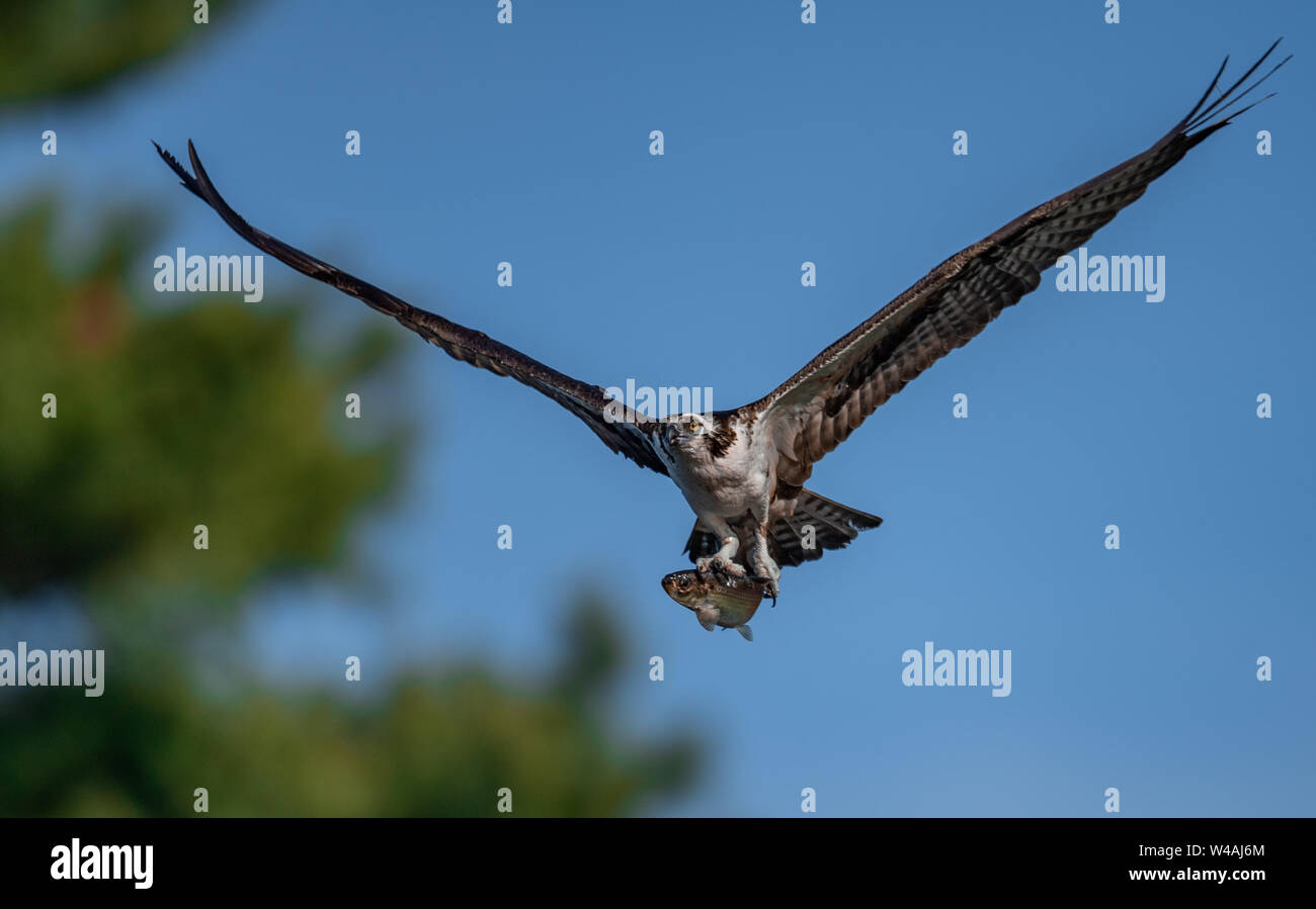 Osprey in Florida Stock Photo - Alamy