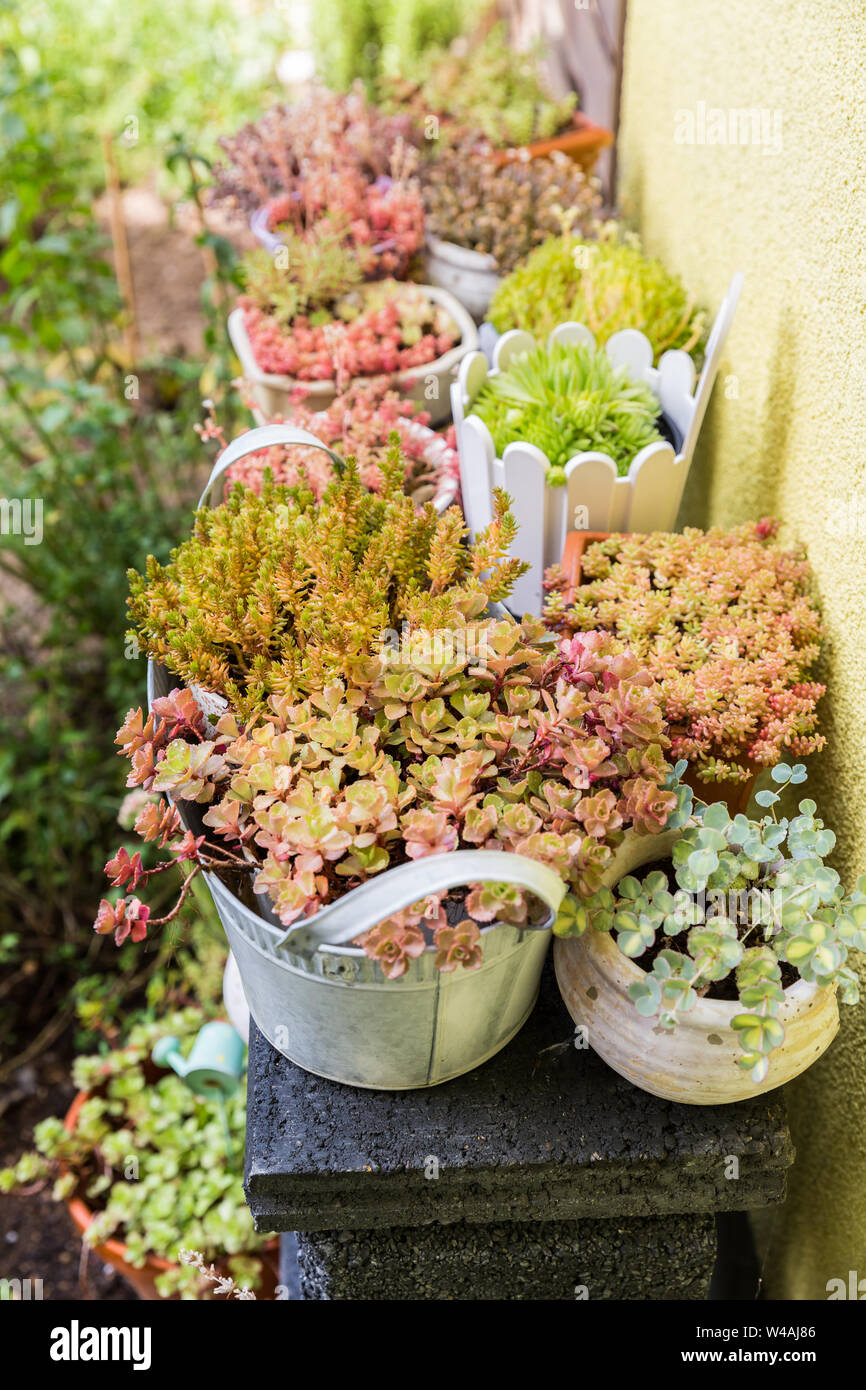 Succulents in terracotta pots hi-res stock photography and images - Alamy