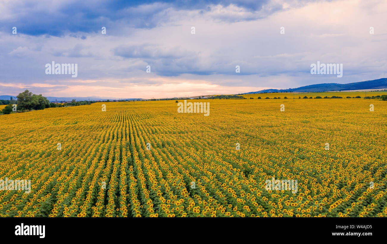 Aerial view of the field of sunflowers Stock Photo - Alamy