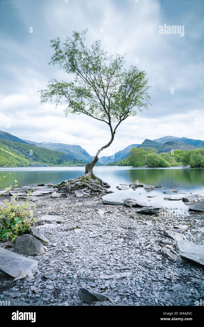 Long exposure of Lone Tree at LLyn Pardarn in Llanberis in Snowdonia ...