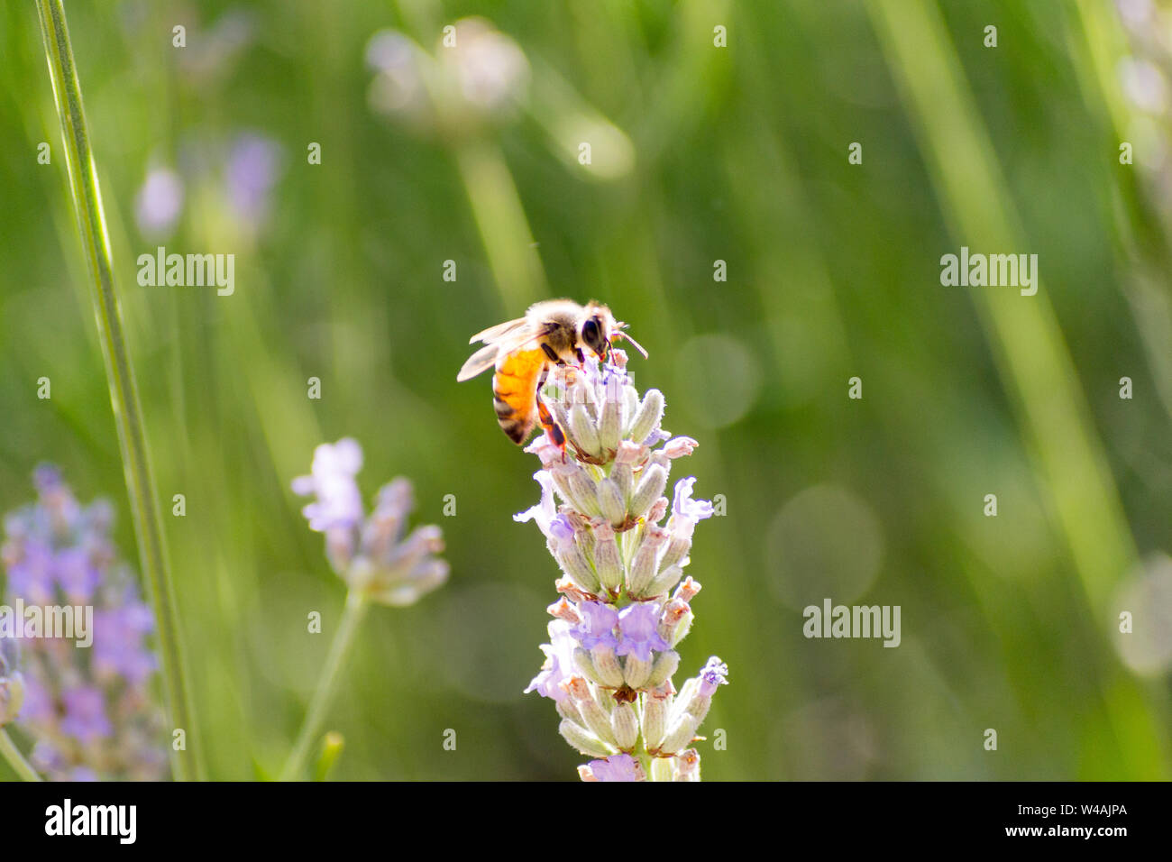 Bees and lavander flowers in the Bolognesi Hills in Italy Stock Photo ...