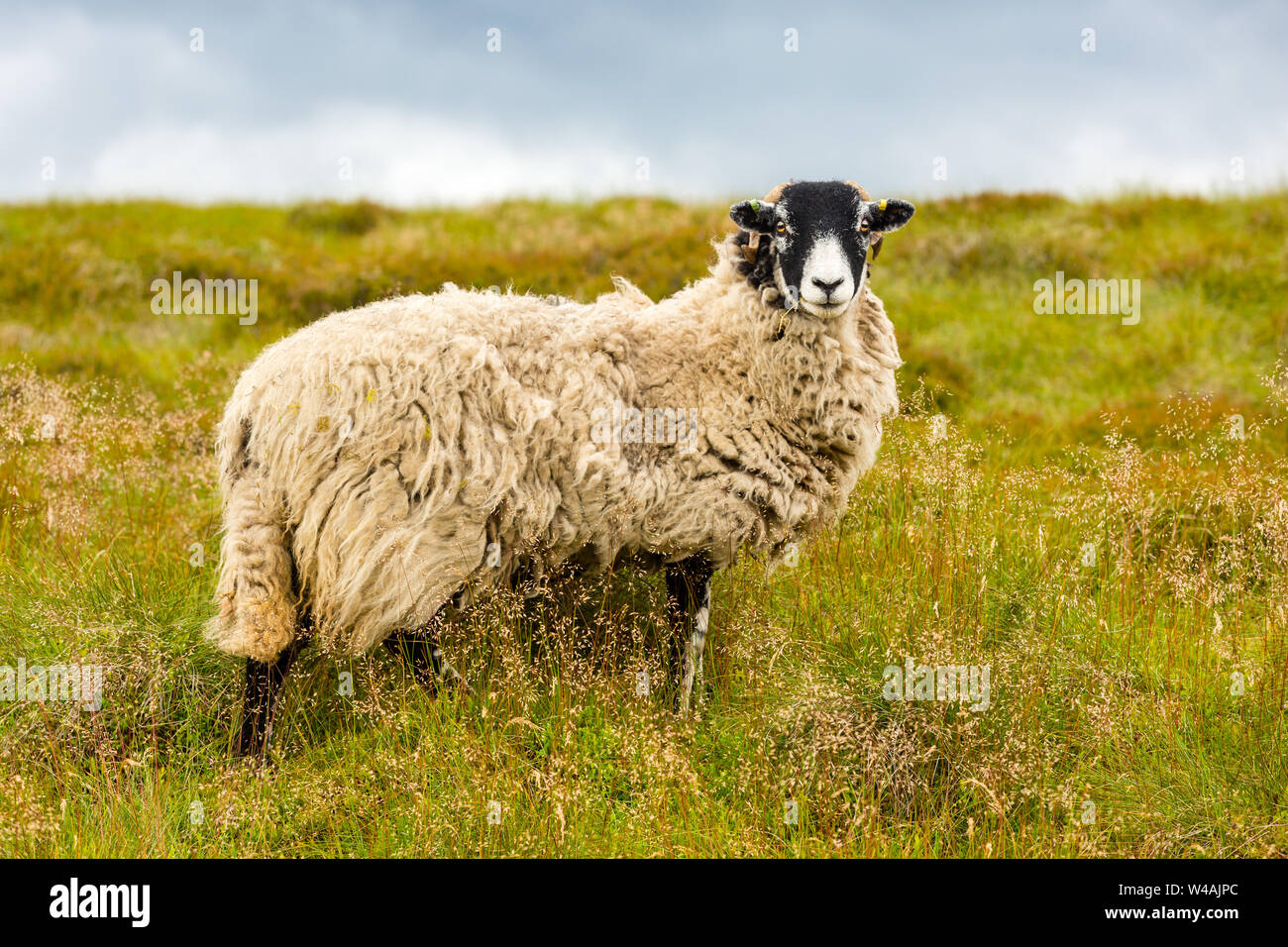 Swaledale Ewe stood in lush summer meadow in the Yorkshire Dales ...
