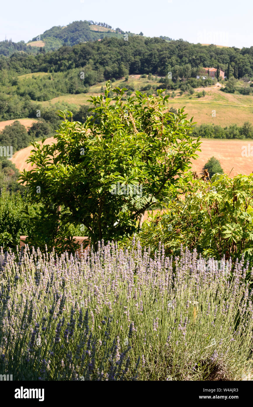 Colli bolognesi people hi-res stock photography and images - Alamy