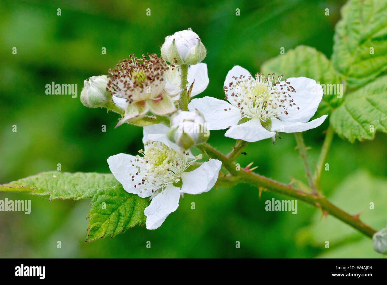 Rubus species hi-res stock photography and images - Alamy