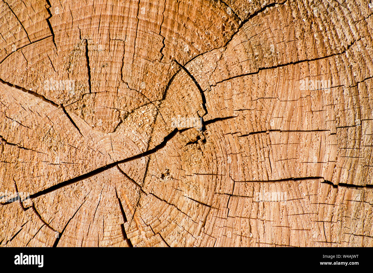 Felled tree trunk hi-res stock photography and images - Alamy