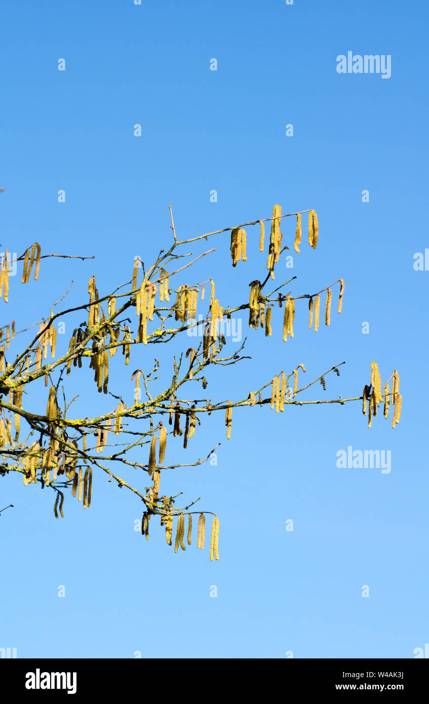 Birch Betulaceae High Resolution Stock Photography and Images - Alamy