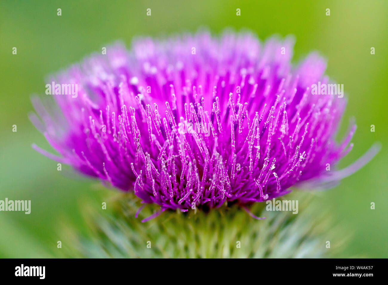 Spear Thistle (cirsium vulgare), close up showing pollen scattered ...