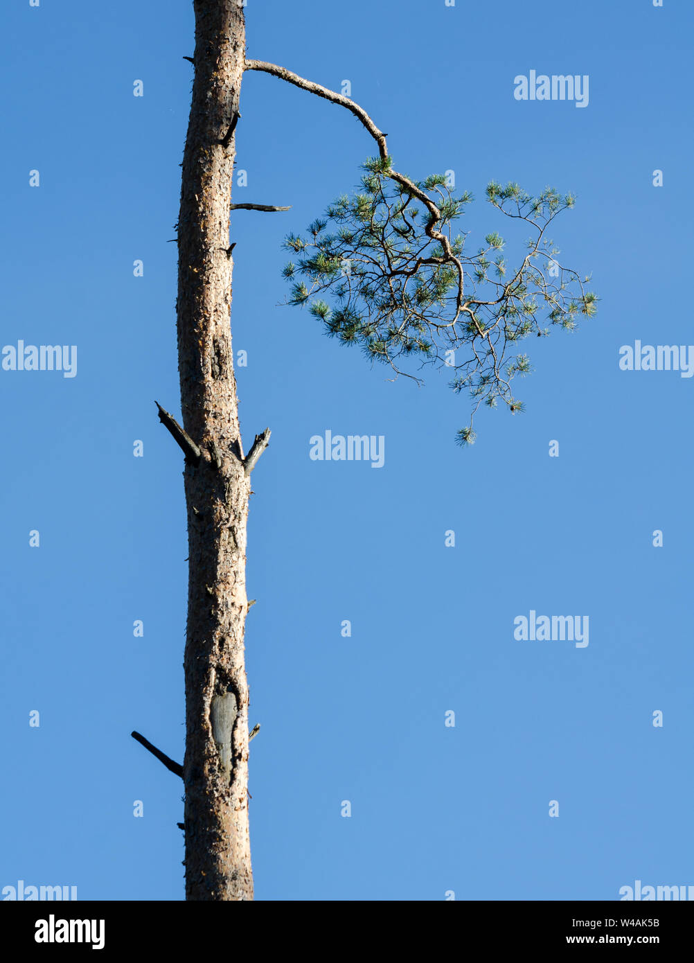 Pinophyta hi-res stock photography and images - Alamy