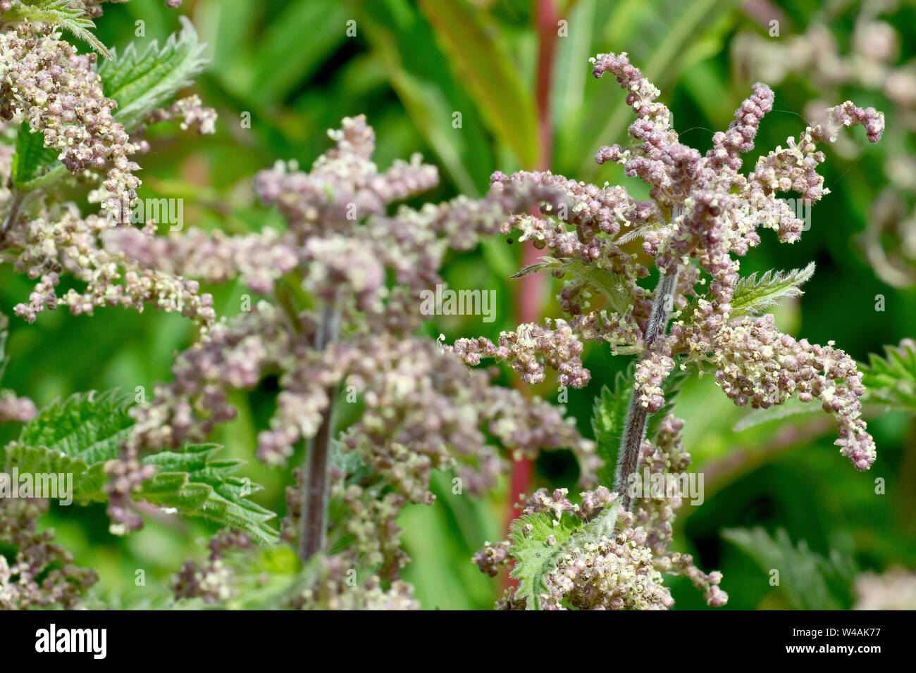 Common or Stinging Nettle (urtica dioica), close up showing the plant ...