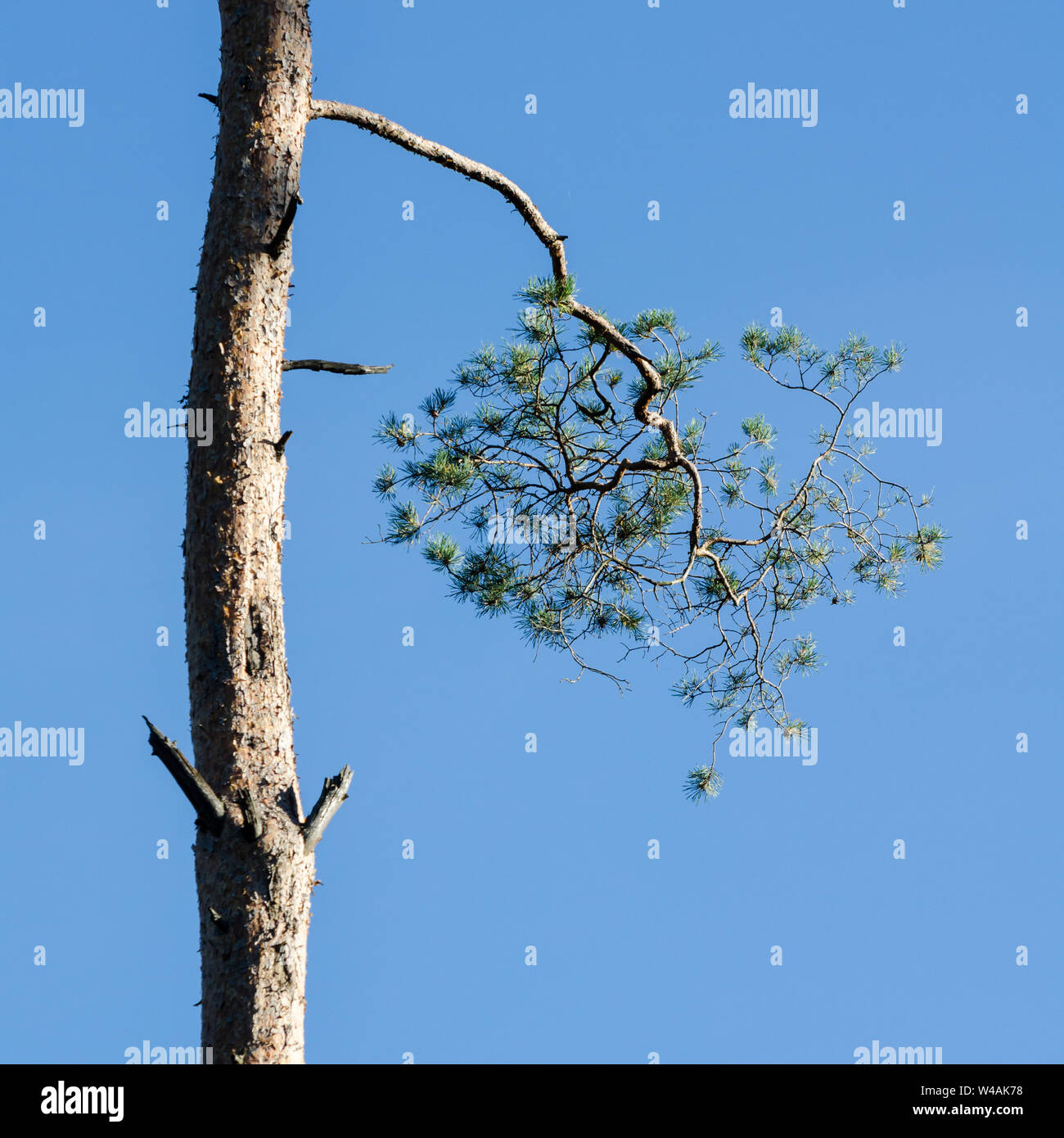 Pinophyta hi-res stock photography and images - Alamy