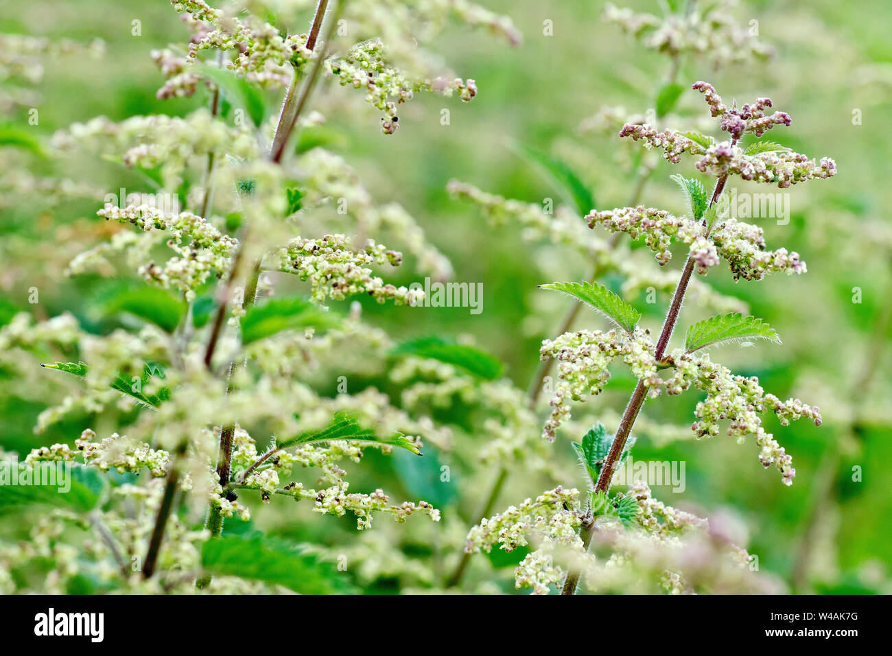 Stinging nettle in flower hi-res stock photography and images - Alamy