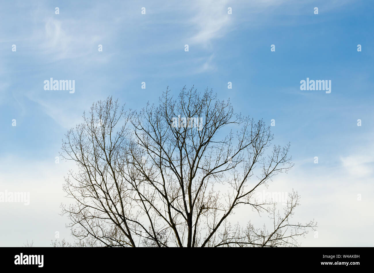 Tree and branches against blue sky Stock Photo - Alamy