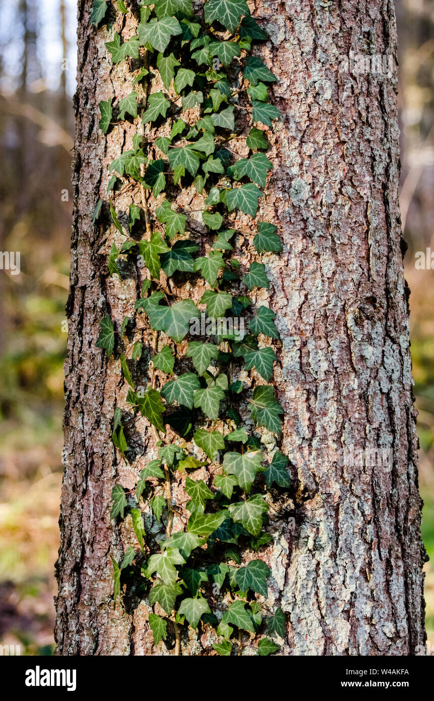 Ivy growing tree trunk hi-res stock photography and images - Alamy