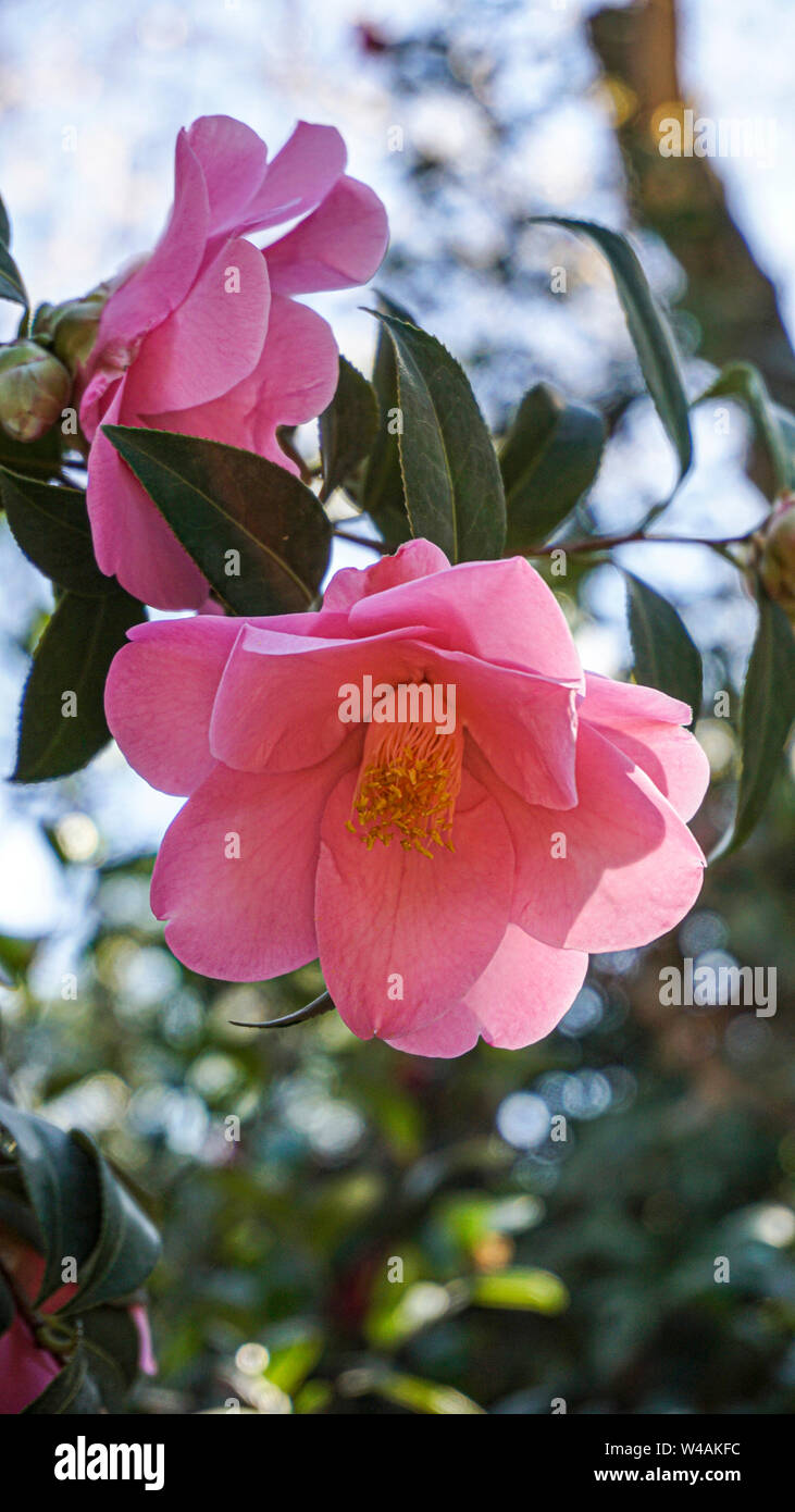 Camellia Sasanqua closeup 4 Stock Photo - Alamy
