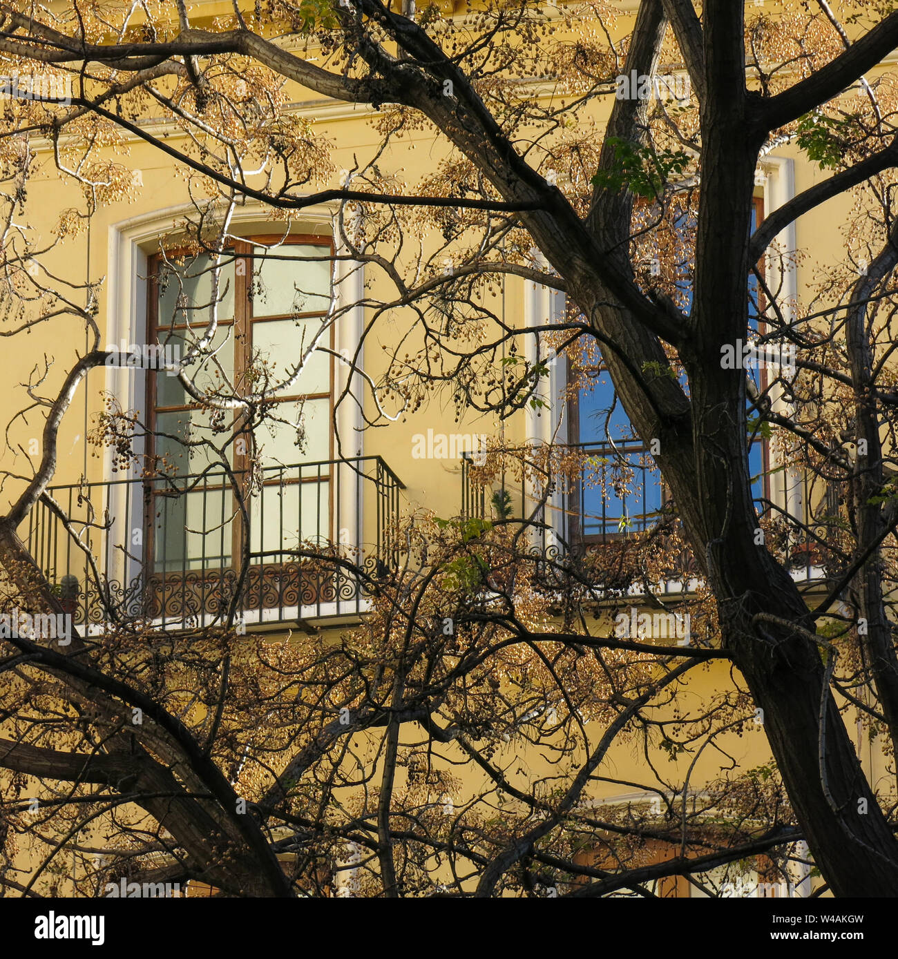 Tree branches and windows hi-res stock photography and images - Alamy