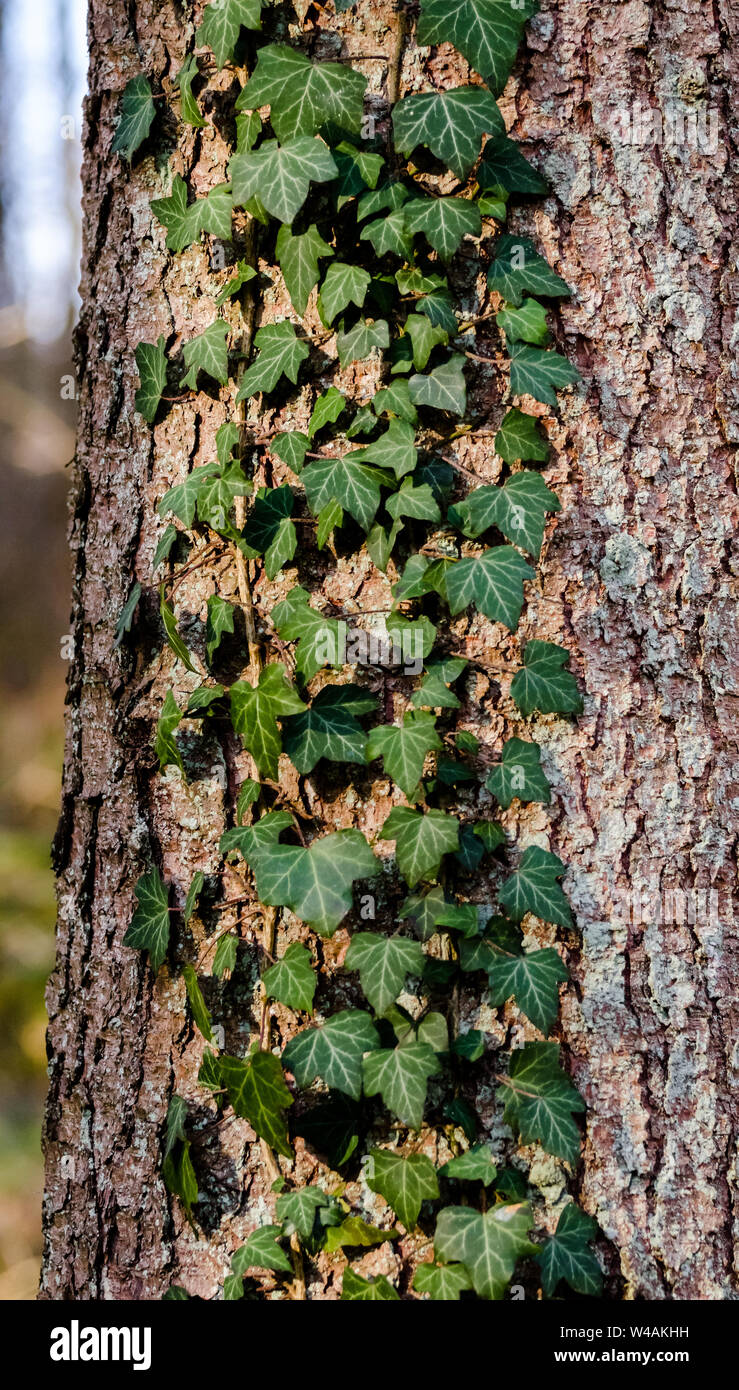 Hedera Helix On Tree High Resolution Stock Photography and Images - Alamy