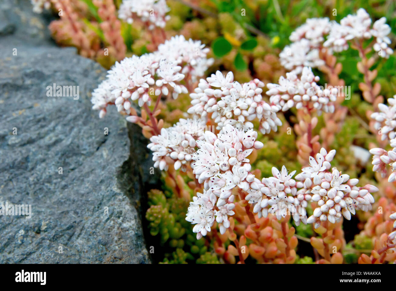 White flowering sedum hi-res stock photography and images - Alamy