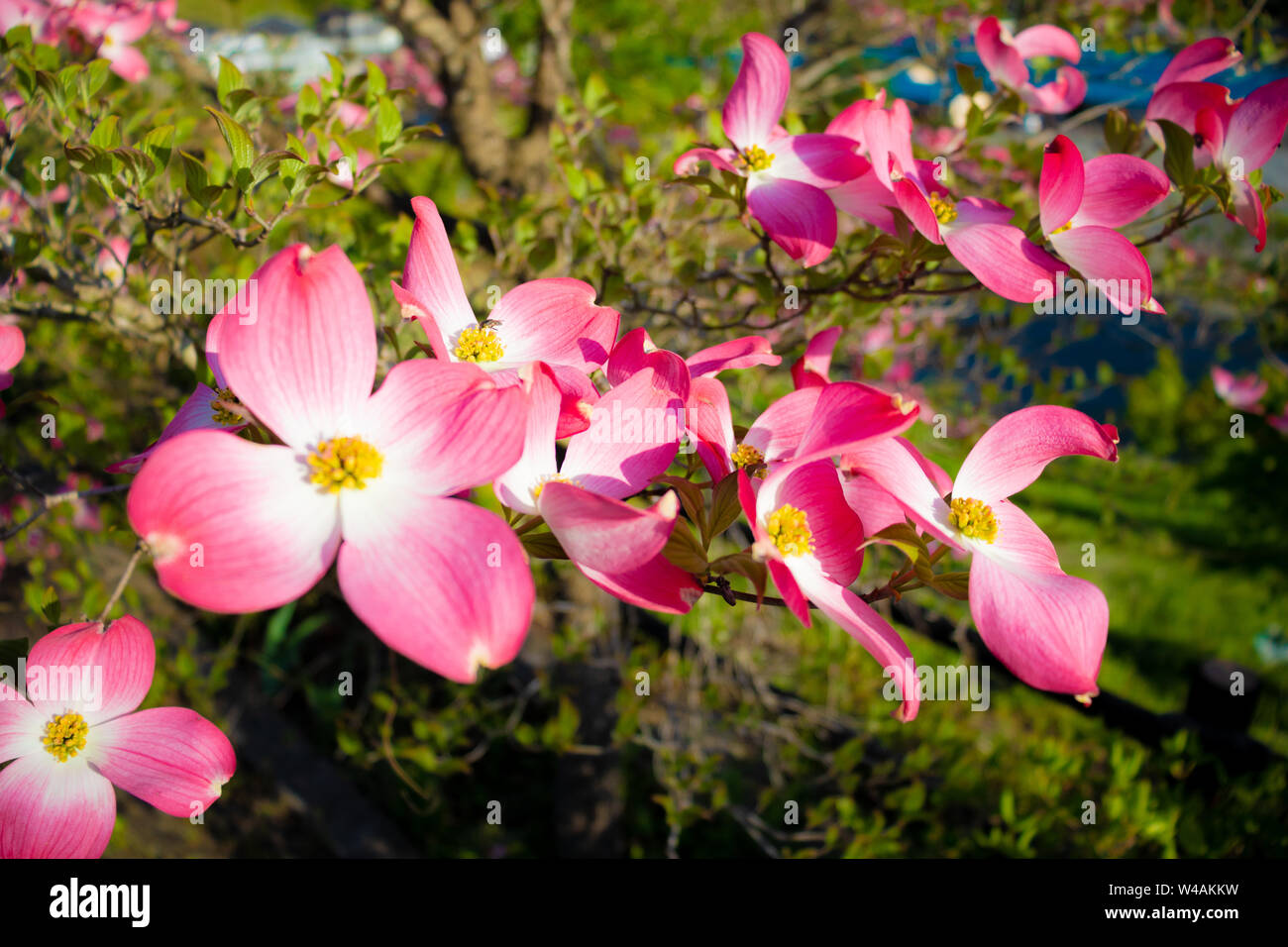 The Sakura Flower is typical of Japan and also a national symbol Stock ...