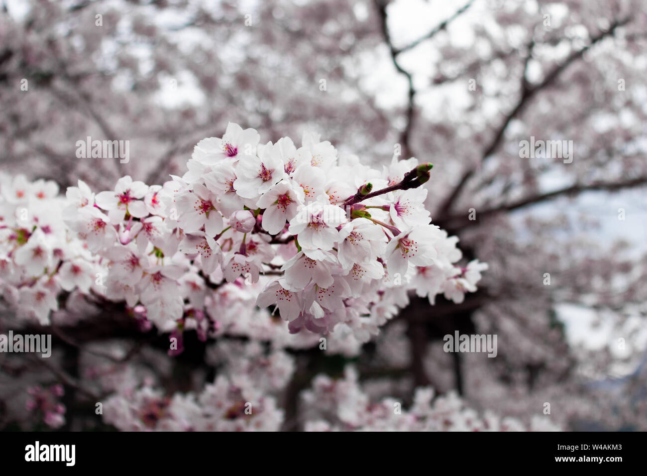 The Sakura Flower is typical of Japan and also a national symbol Stock ...