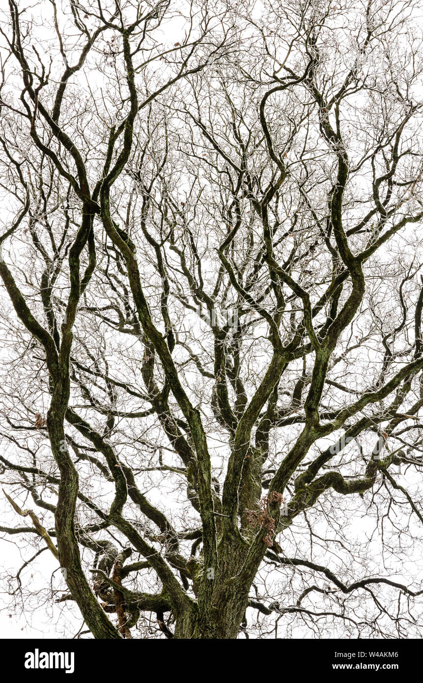 Freezing tree branches hi-res stock photography and images - Alamy