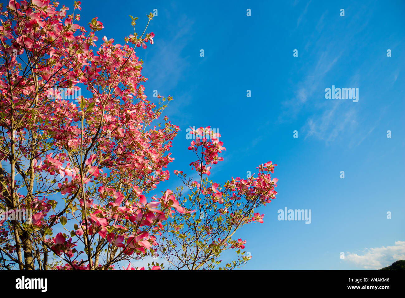 The Sakura Flower is typical of Japan and also a national symbol Stock ...