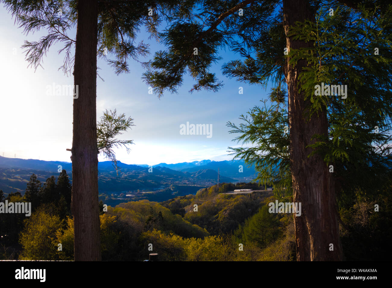 These very tall trees are typical of Japan Stock Photo - Alamy