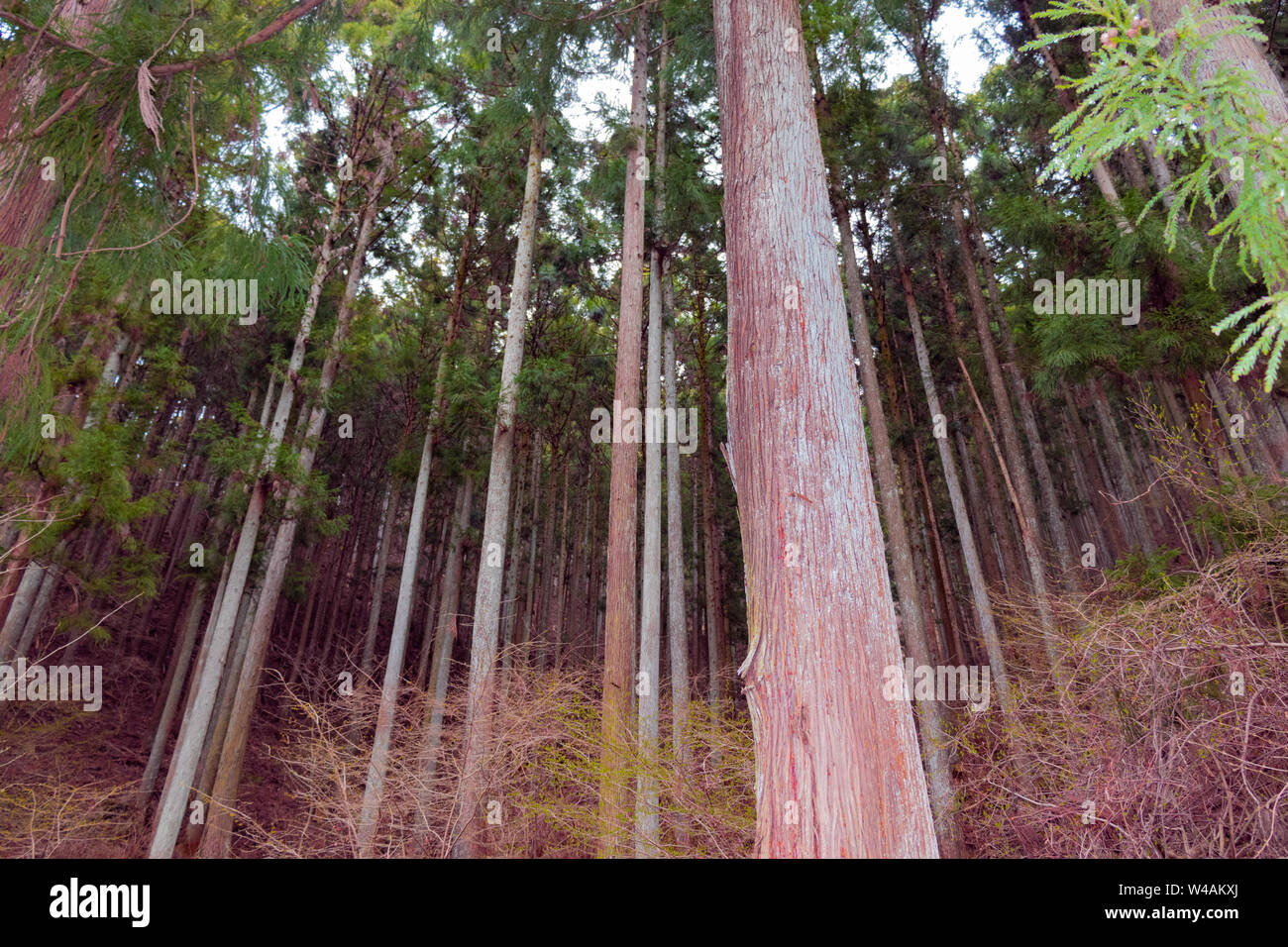 These very tall trees are typical of Japan Stock Photo - Alamy