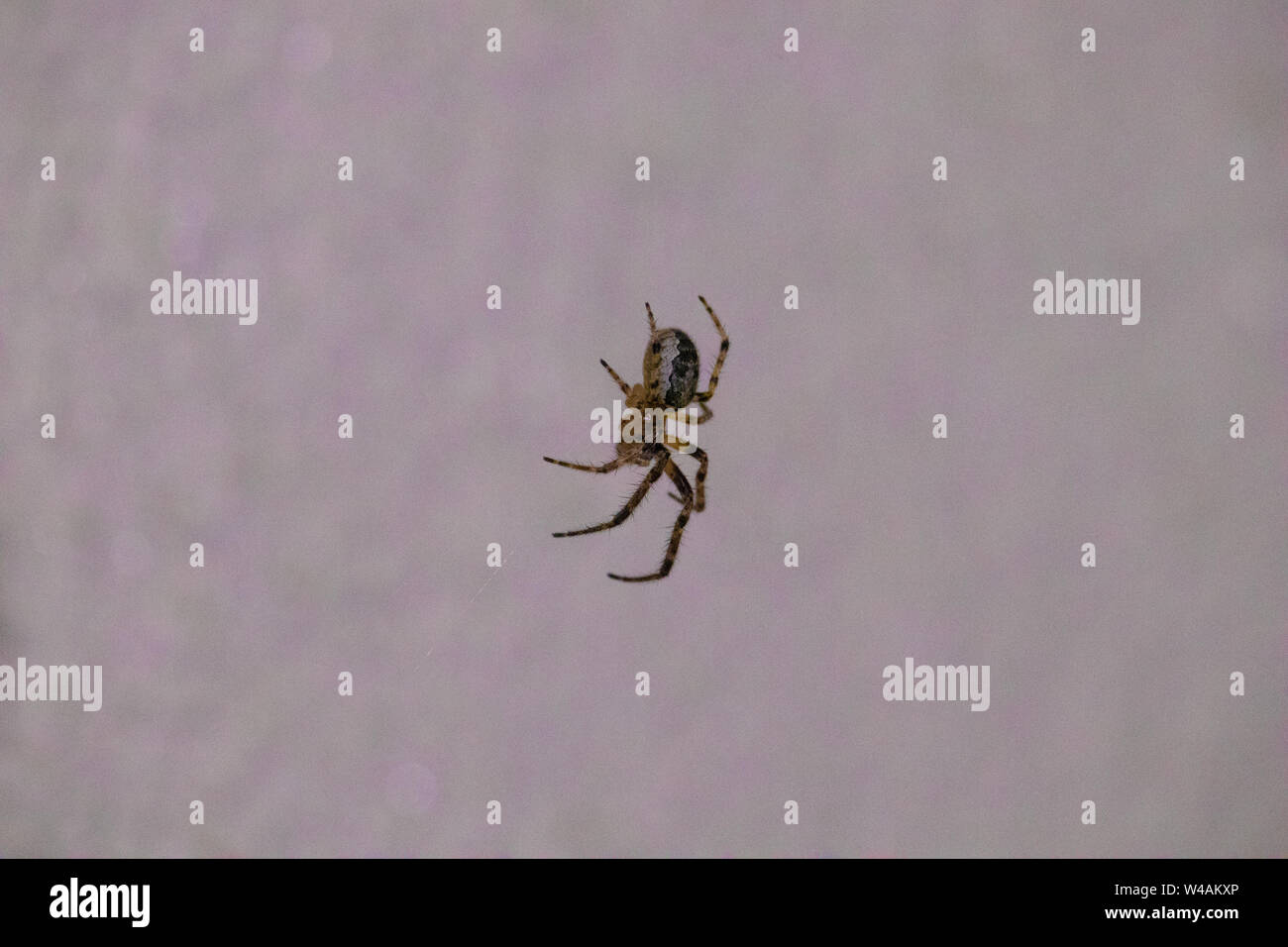 Japanese spiders hi-res stock photography and images - Alamy