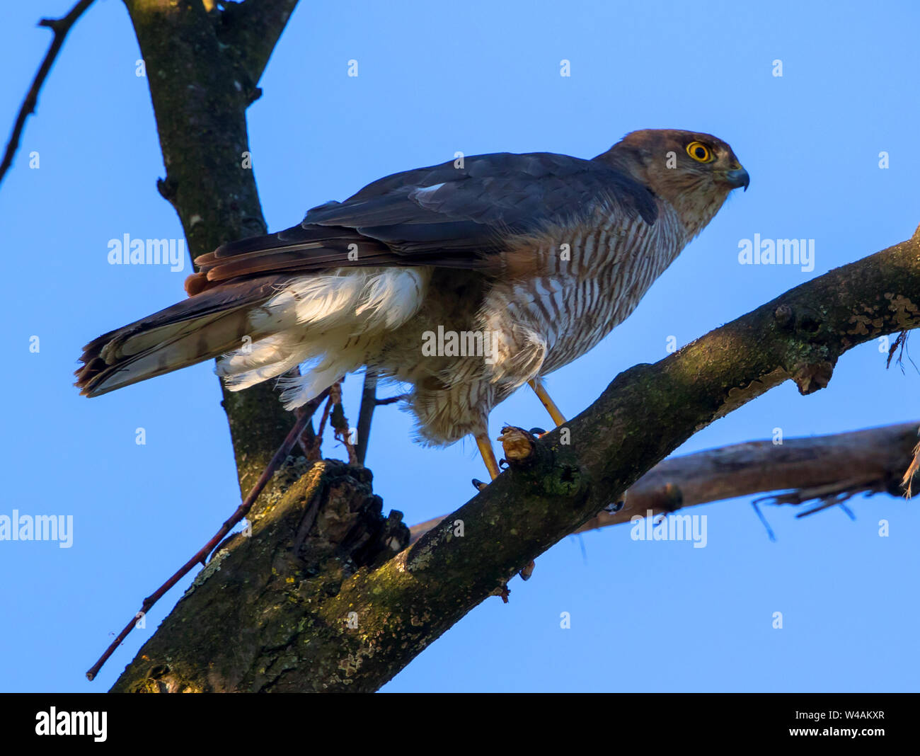 Adult female Sparrowhawk Stock Photo - Alamy