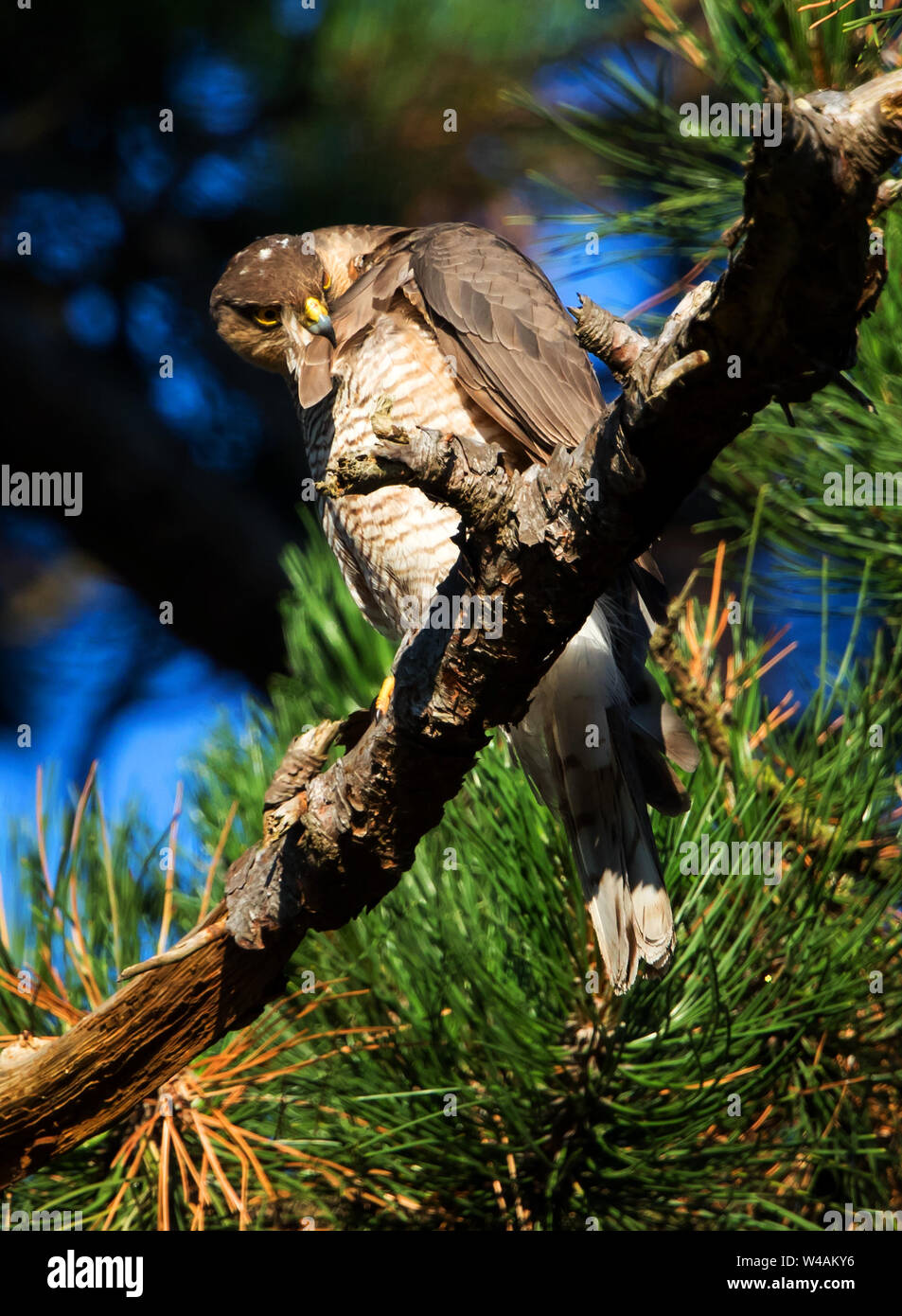 Adult female Sparrowhawk Stock Photo - Alamy