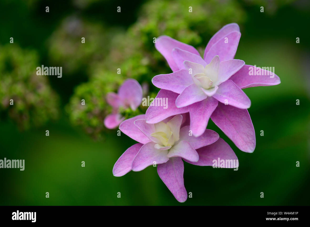 British garden flower hi-res stock photography and images - Alamy