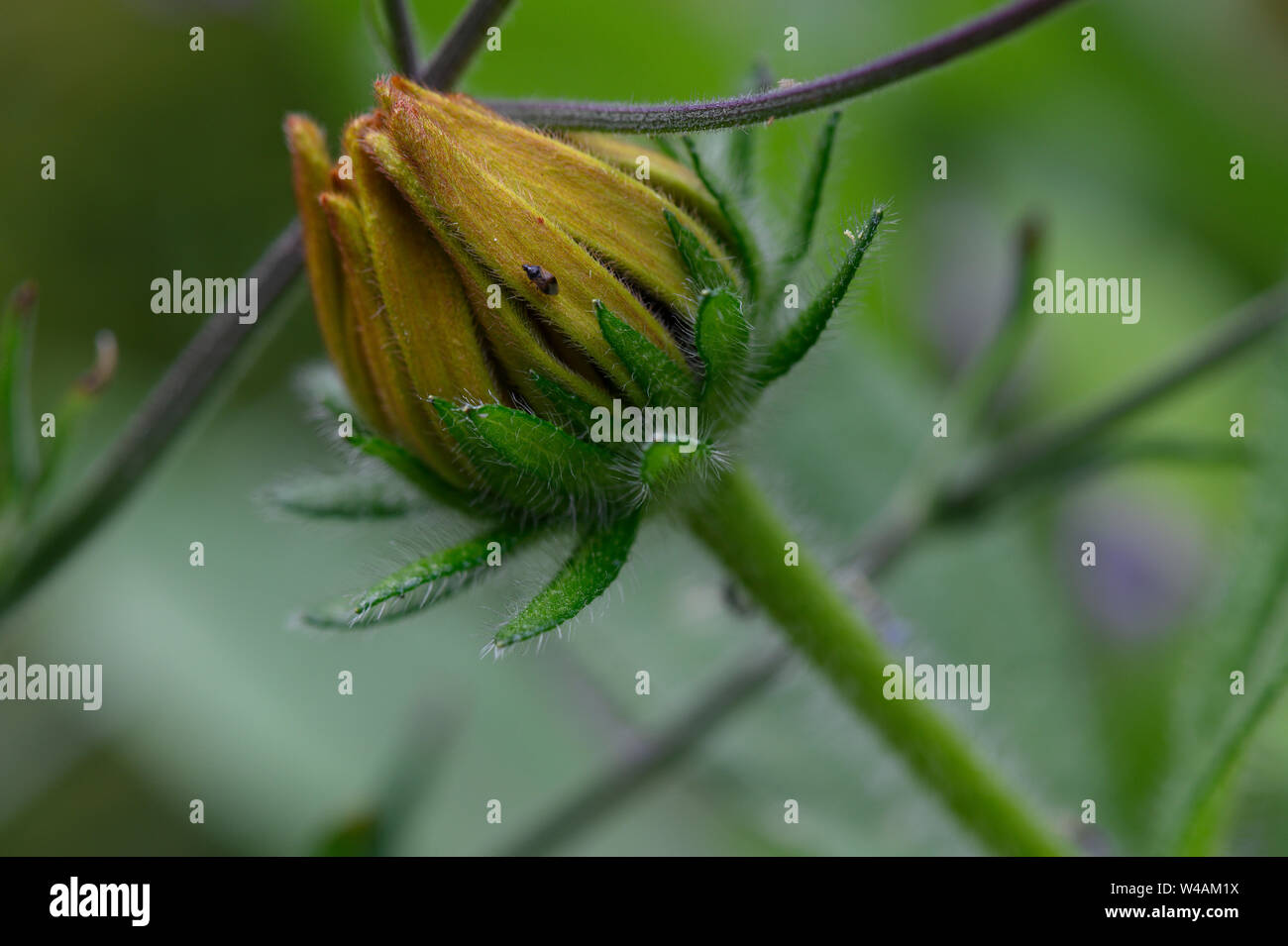 A tiny insect on an un-opened Rudbeckia flower bud in an English garden ...