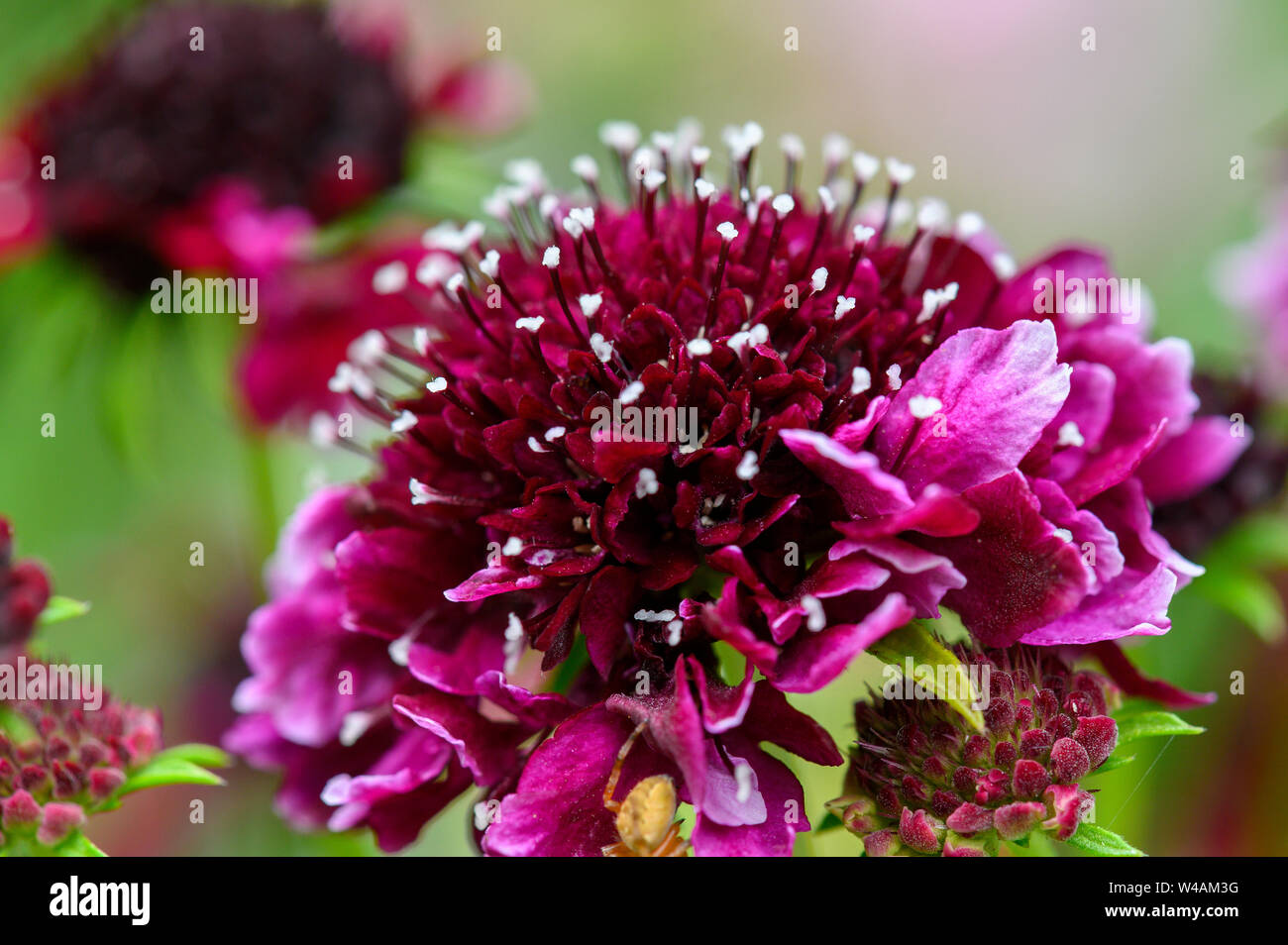 English marigold flower close hi-res stock photography and images - Alamy