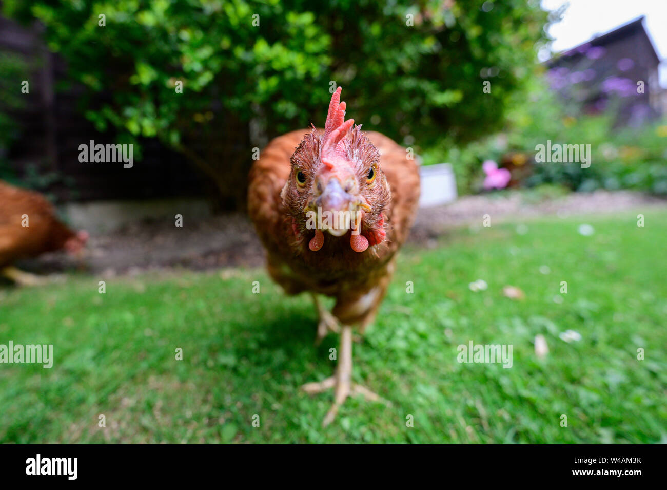 Chicken looking straight on hi-res stock photography and images - Alamy