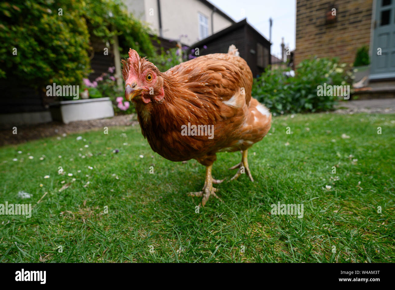 Hen And Chicken London High Resolution Stock Photography and Images - Alamy