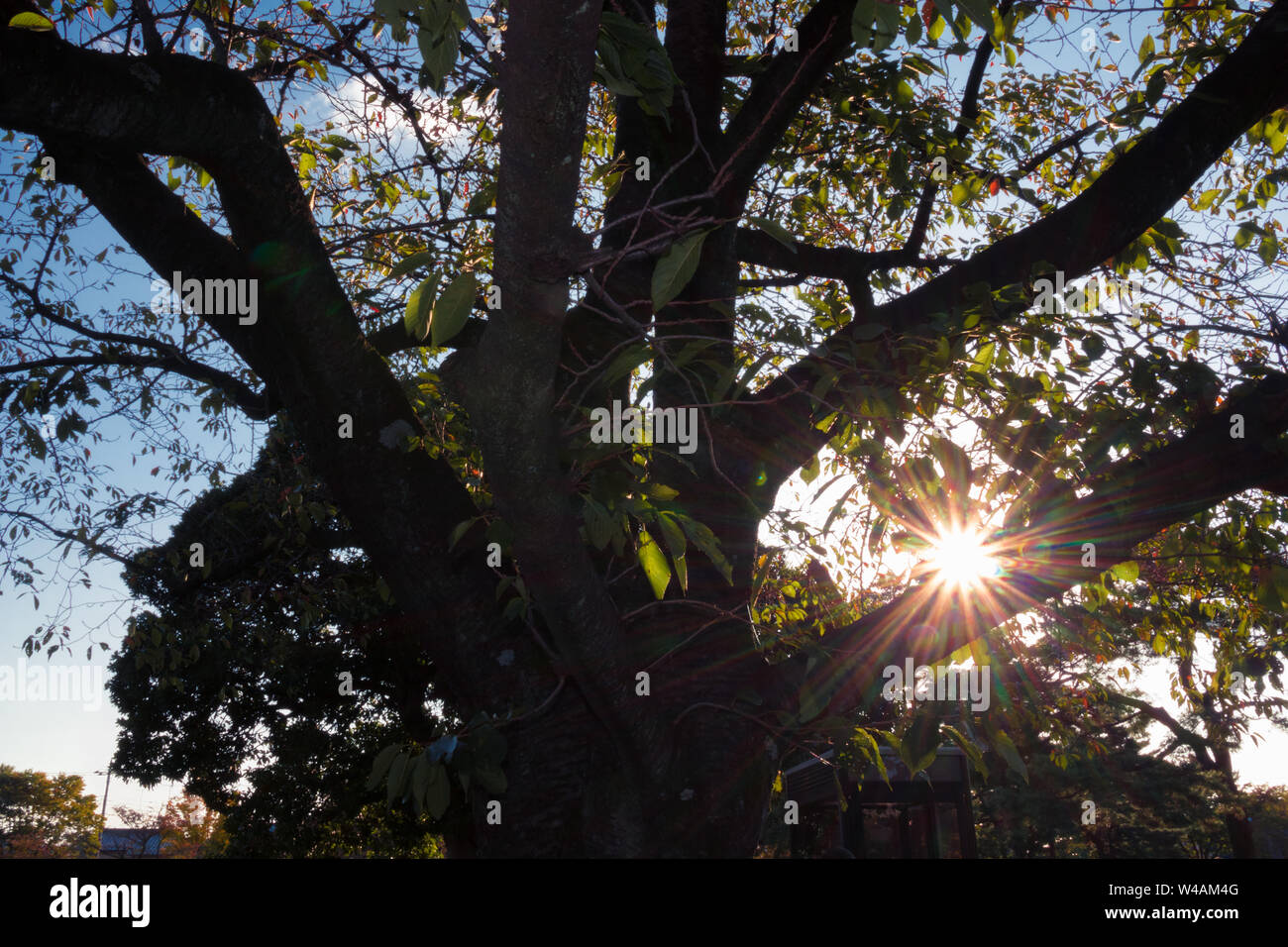 Rays of Sunlight Between the Leaves of the Tree Stock Photo - Alamy